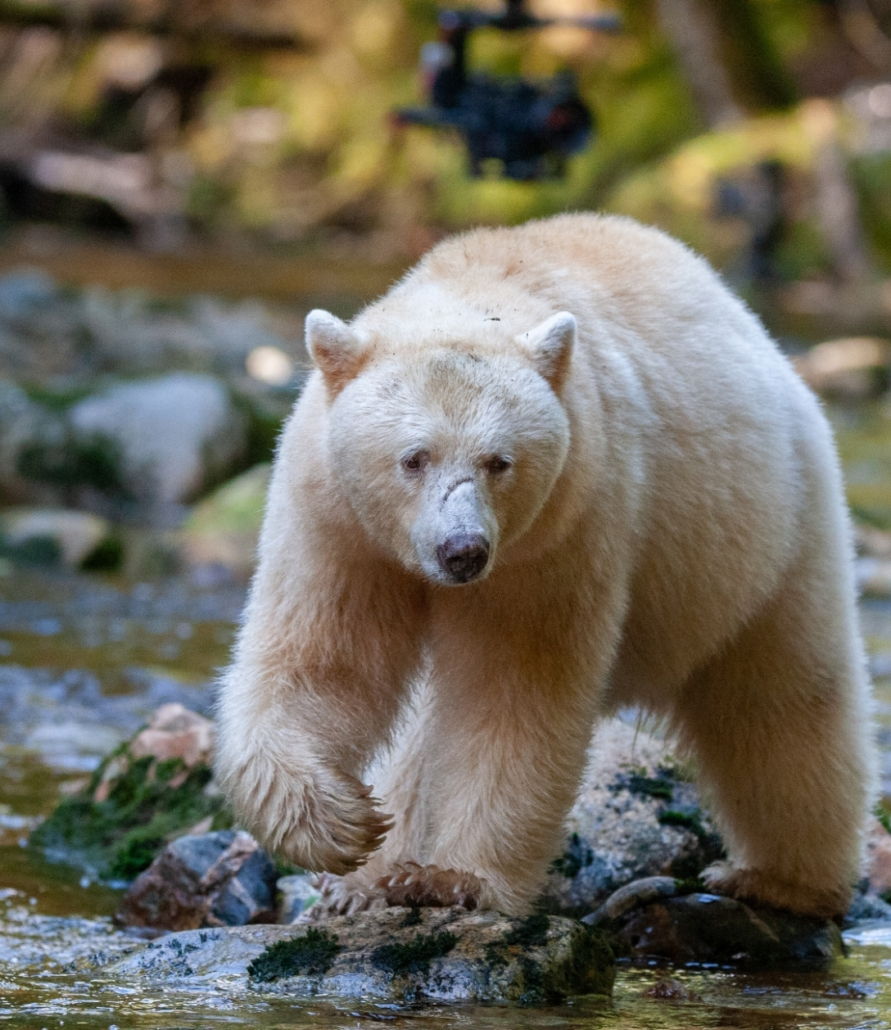 North Coast and Nechako - Study in BC